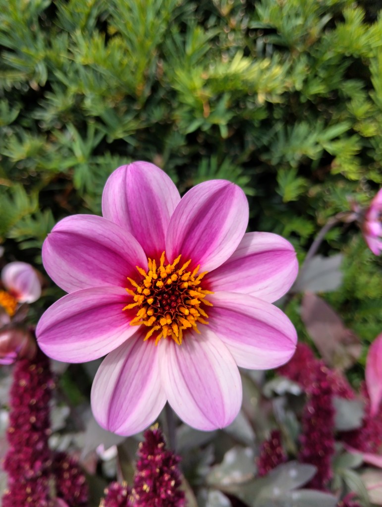 Dahlia ‘Mystic Dreamer’ | everyphototunity